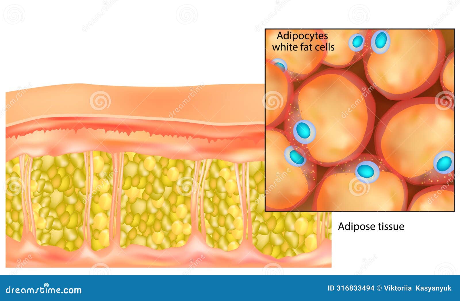Adipose Tissue. Adipocytes White Fat Cells.Lipocytes and Fat Cells ... Adipose Tissue. Adipocytes White Fat Cells.Lipocytes and Fat Cells ...