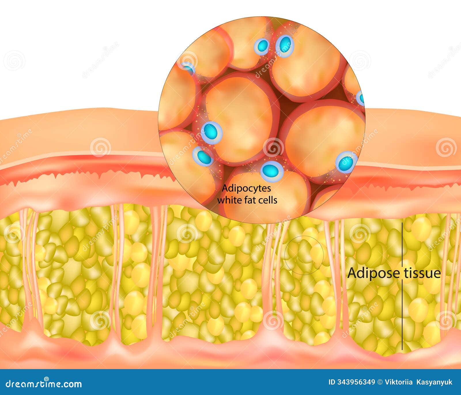 Adipose Tissue. Adipocytes White Fat Cells Stock Vector - Illustration ... Adipose Tissue. Adipocytes White Fat Cells Stock Vector - Illustration ...