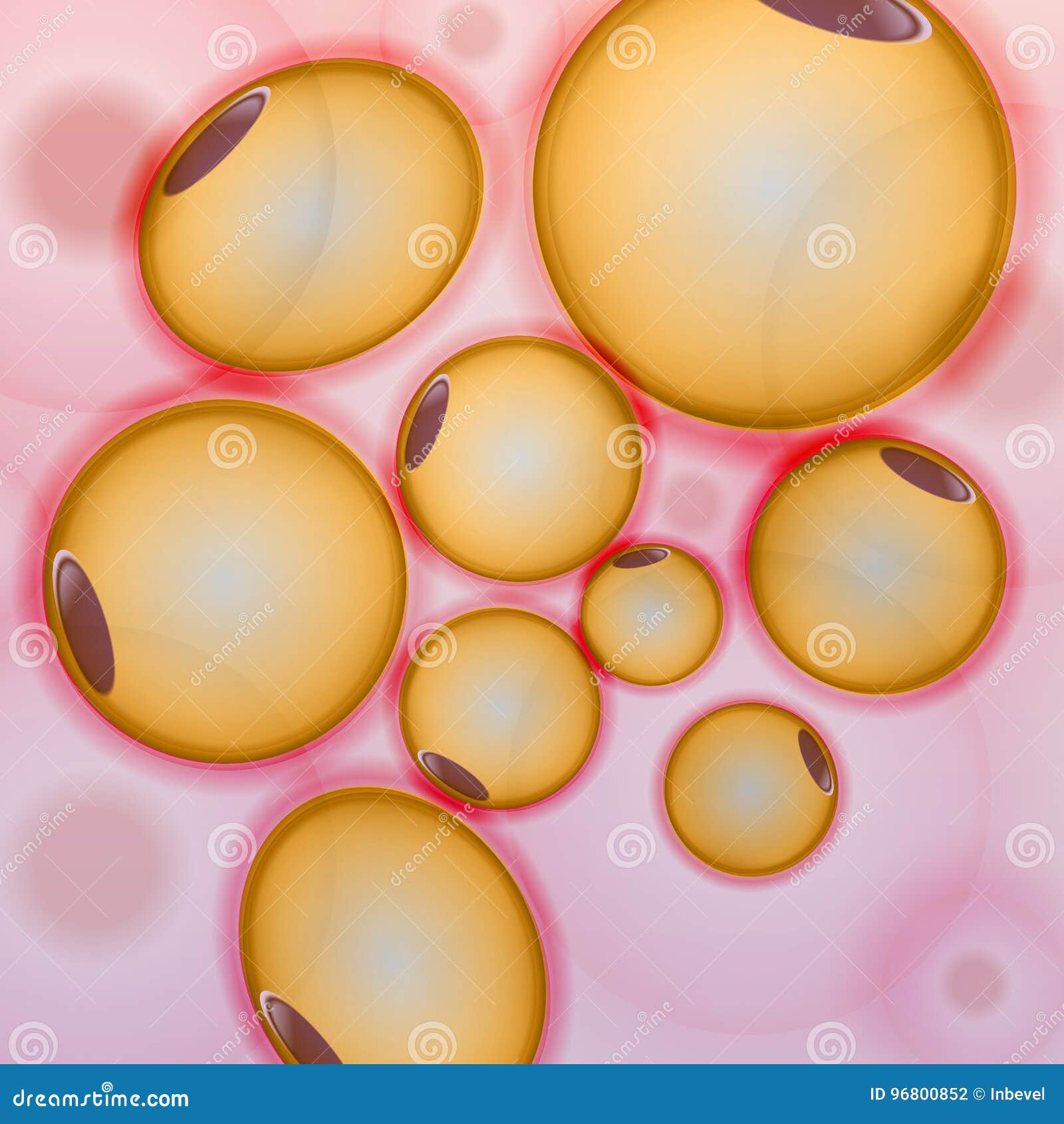 Adipose Tissue, Fat Cells, Adipocytes - Vector Illustration ...