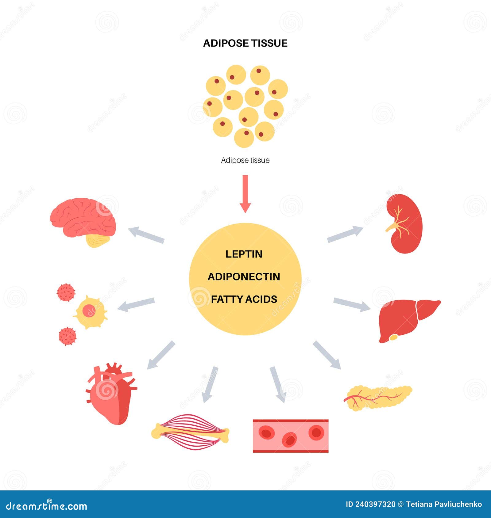 Adipose Tissue Hormones Stock Vector Illustration Of Lipid 240397320