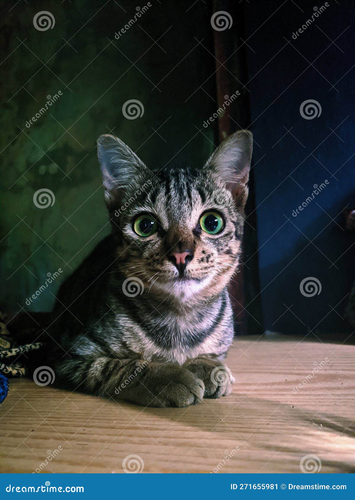 Adirable Cat stock image. Image of green, adorable, eyes - 271655981