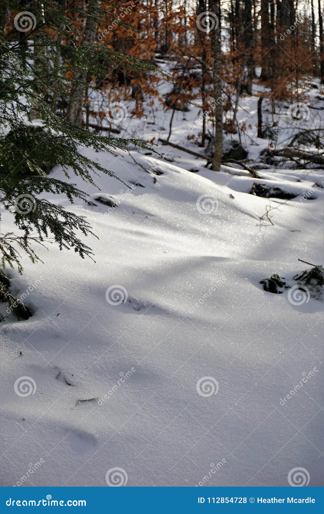 Glittering Crust of Magical Pristine Snowfall Stock Photo - Image of ...