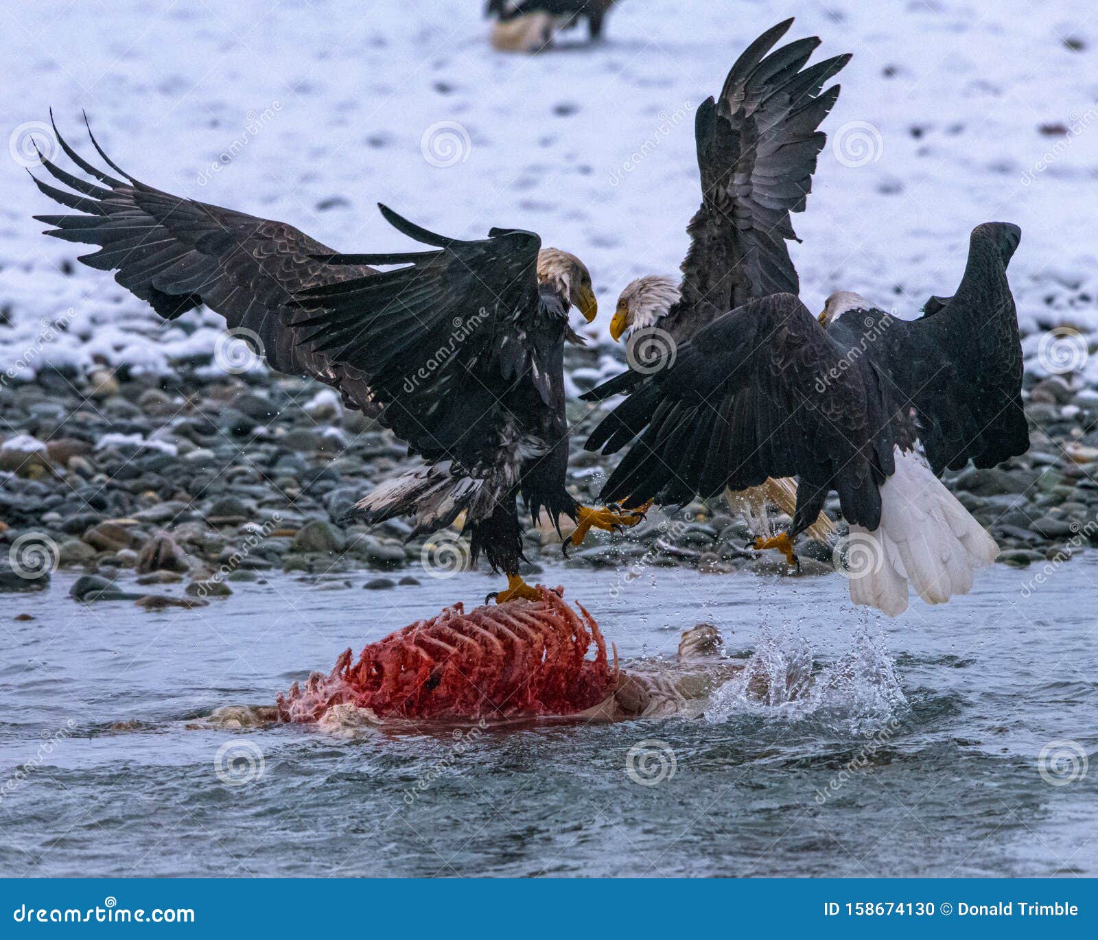 Adjusting the Feeding Order on the Bear Carcass Stock Photo - Image of ...