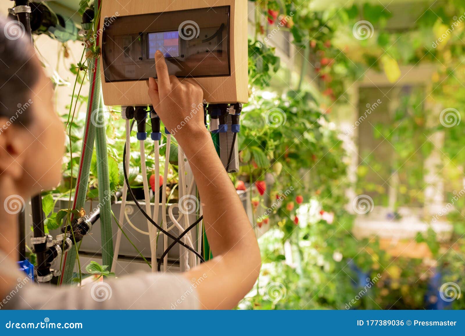 Adjusting Temperature in Greenhouse Stock Photo - Image of plant ...