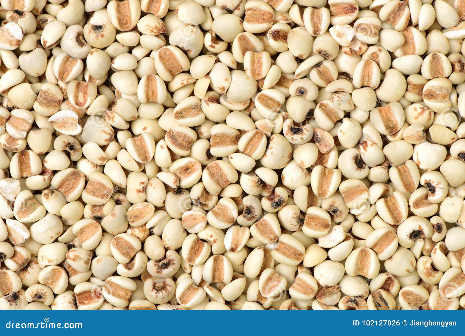 Adlay photo stock. Image du texture, cuisine, cuillère - 102127026