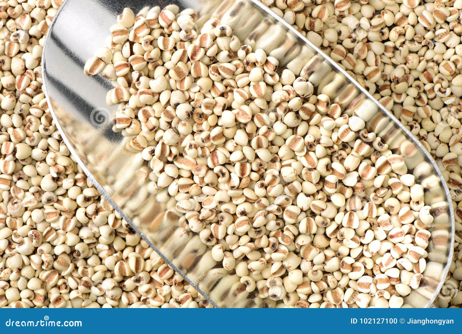 Adlay photo stock. Image du entier, cuillère, configuration - 102127100