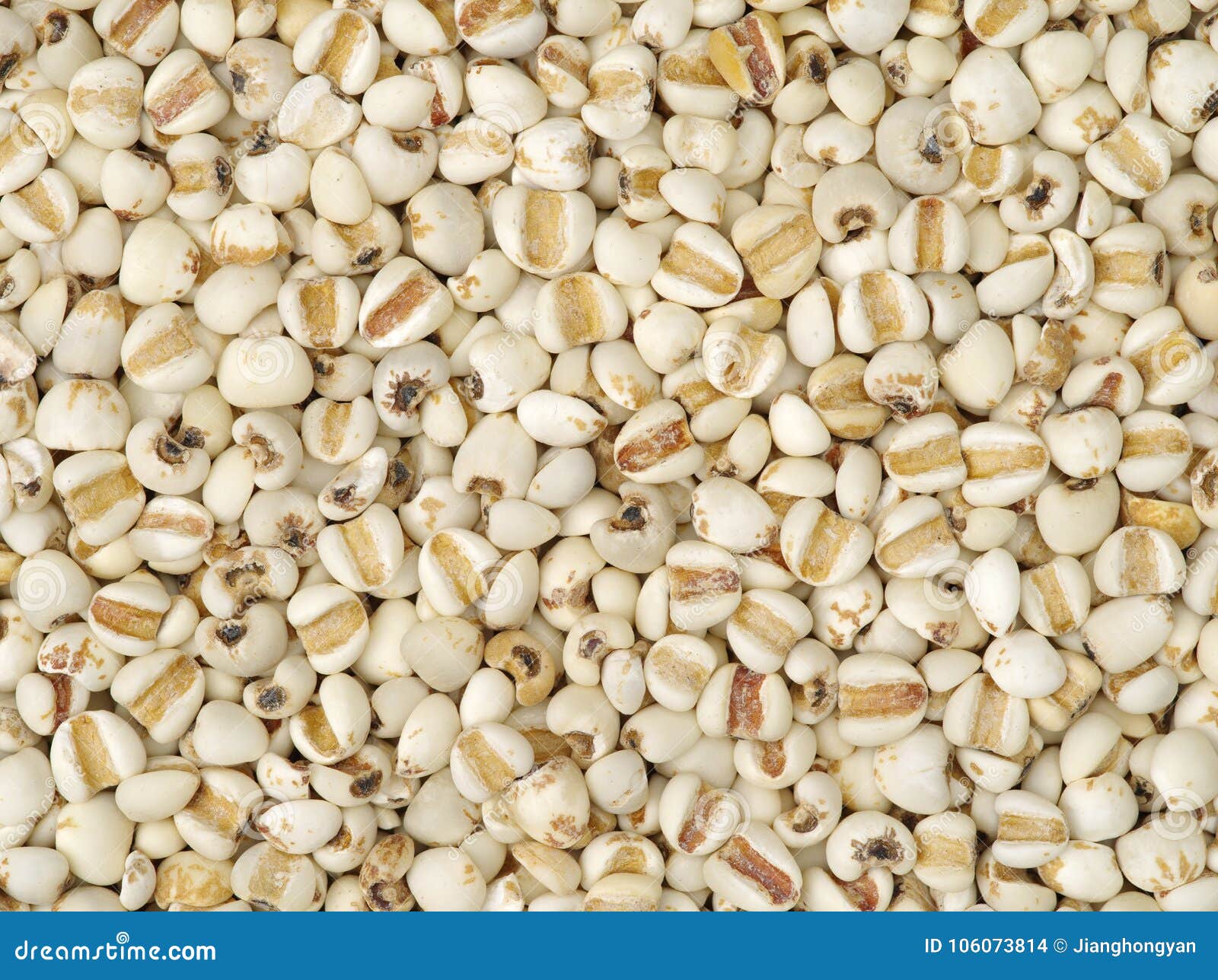 Adlay stock photo. Image of cereal, vegetable, quinoa - 106073814