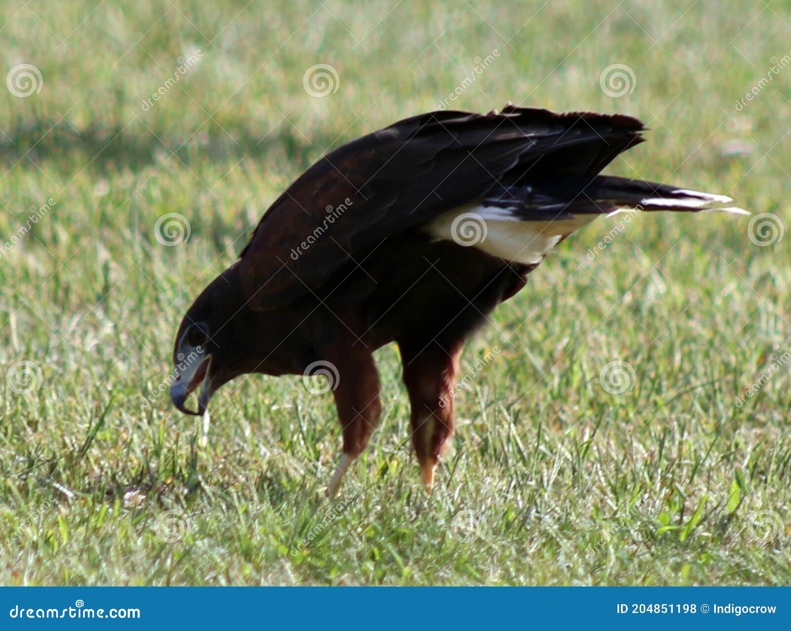 Adler II stockfoto. Bild von punkte, krallen, säugetier - 204851198