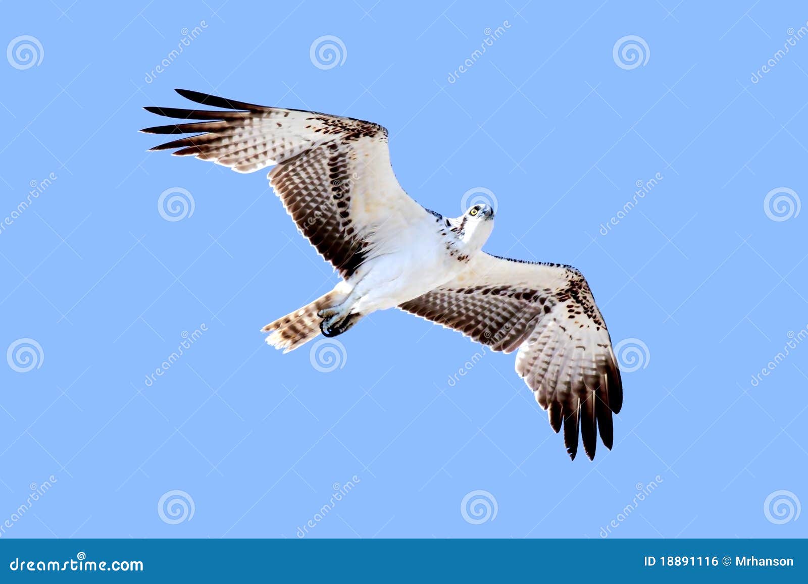 Adler im Flug stockfoto. Bild von majestätisch, wildnis - 18891116