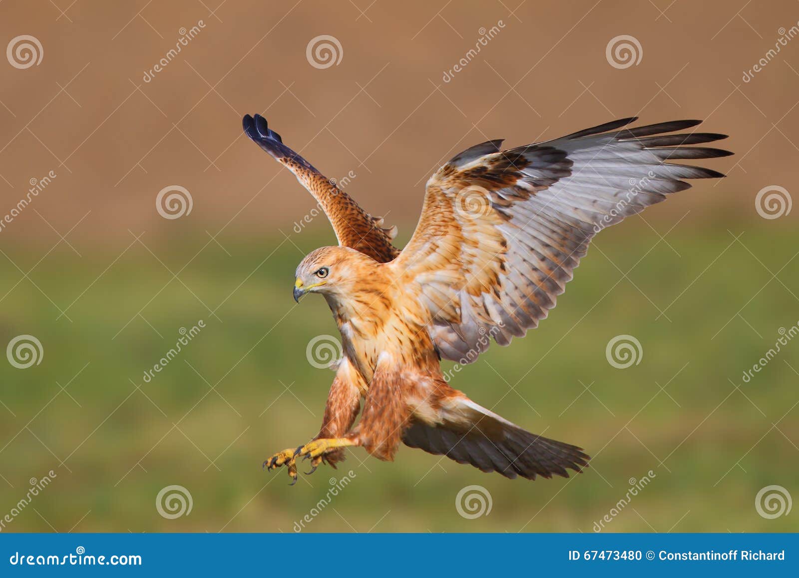 Adlerbussard (Buteo Rufinus) Stockfoto - Bild von flügel, hell: 67473480