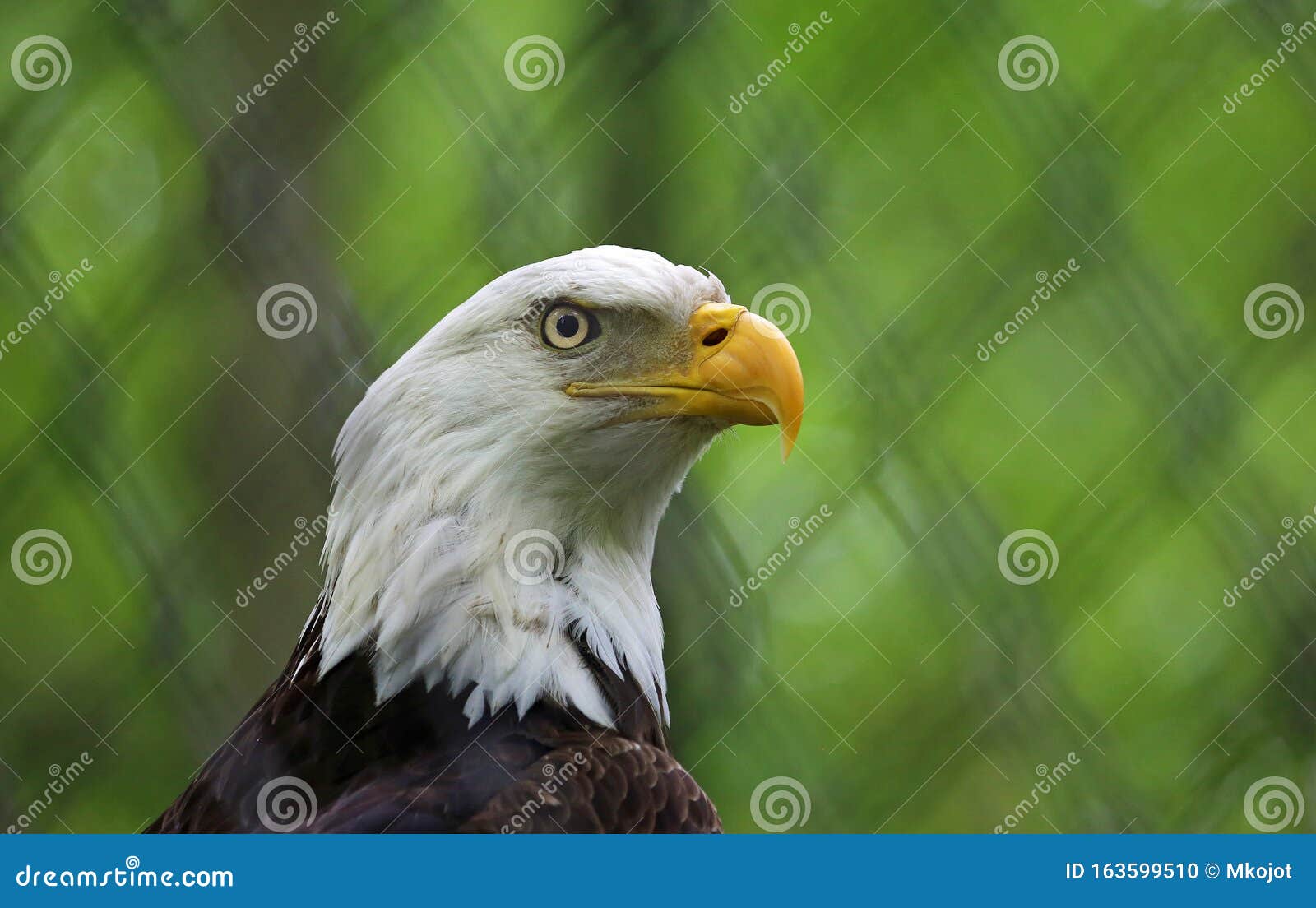 Adlerkopf stockfoto. Bild von schön, kopf, frech, majestätisch - 163599510