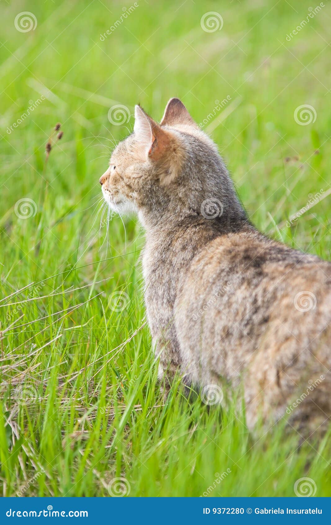Admiring nature stock photo. Image of animal, admiring - 9372280