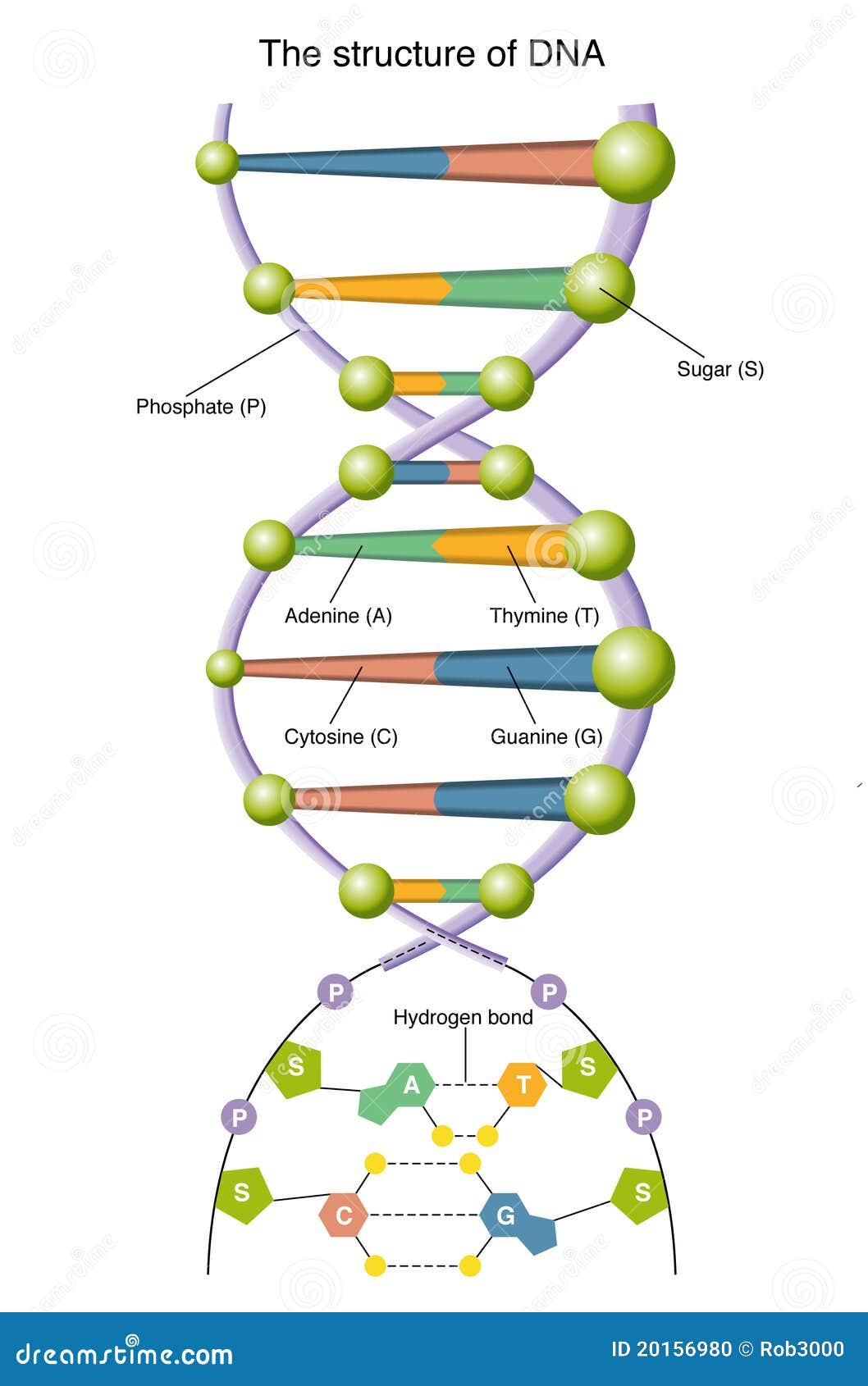 ADN illustration de vecteur. Illustration du cellules - 20156980
