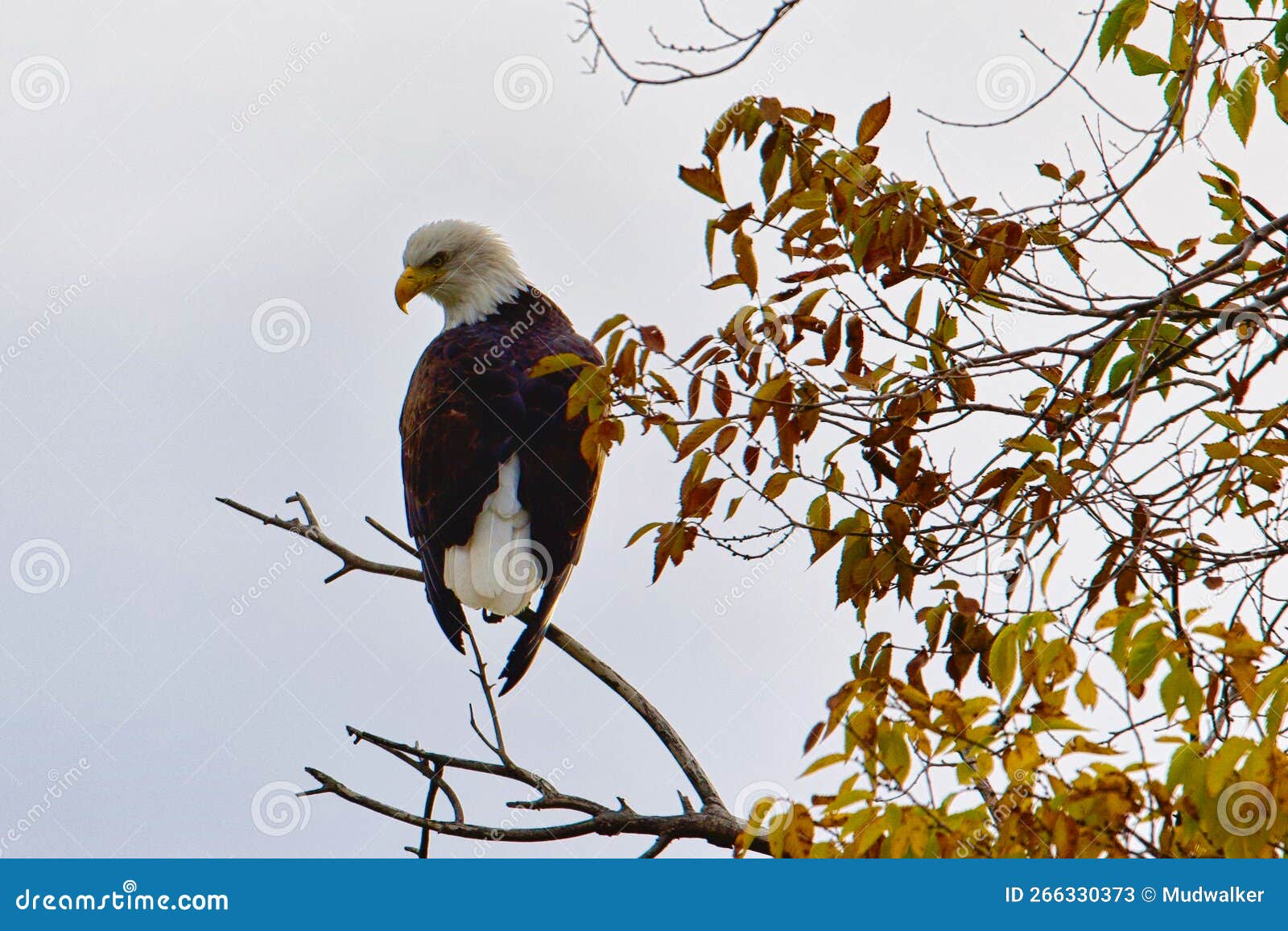 Fall Eagle on a Cottonwood stock image. Image of wildlife - 266330373