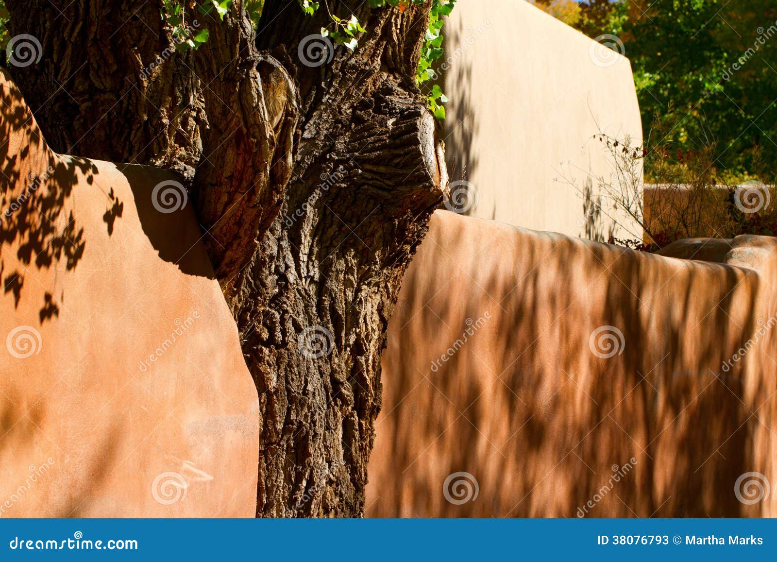 Adobe Wall Built Around a Tree Stock Image - Image of united, space ...
