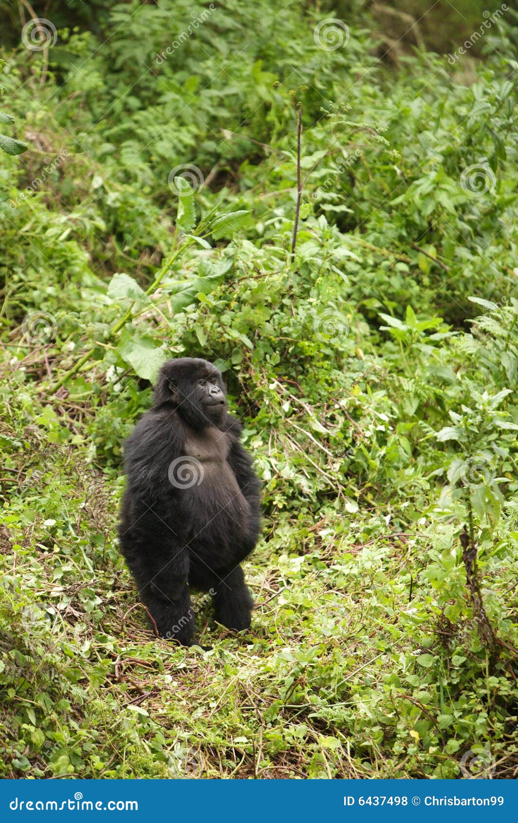 Adolescent Female Mountain Gorilla Stock Photo - Image of gorilla ...