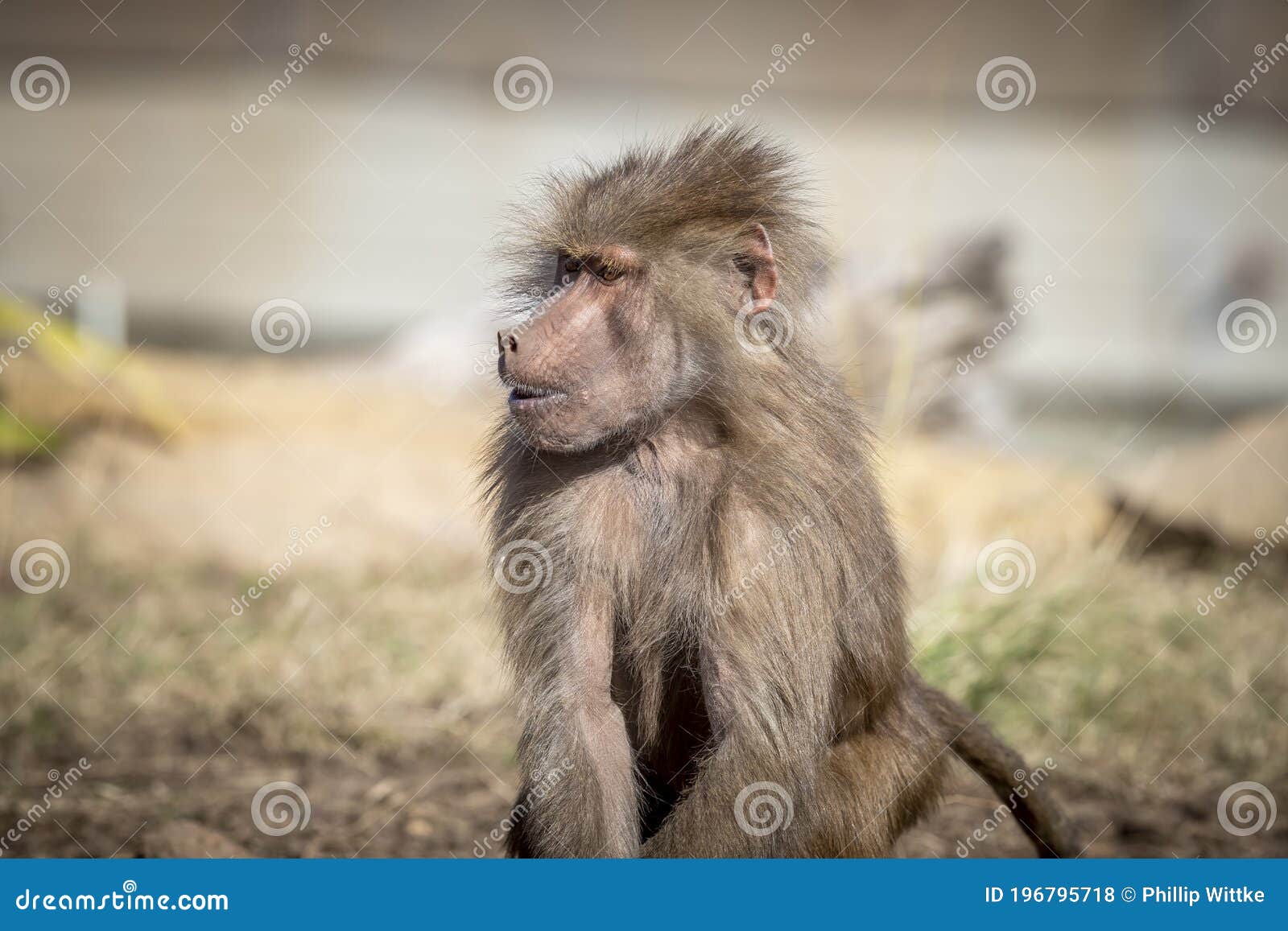 An Adolescent Hamadryas Baboon Relaxing in the Sunshine Stock Photo ...