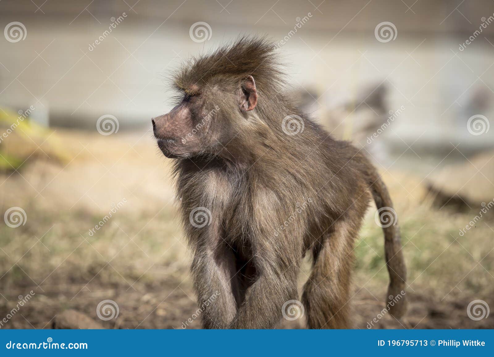 An Adolescent Hamadryas Baboon Relaxing in the Sunshine Stock Image ...