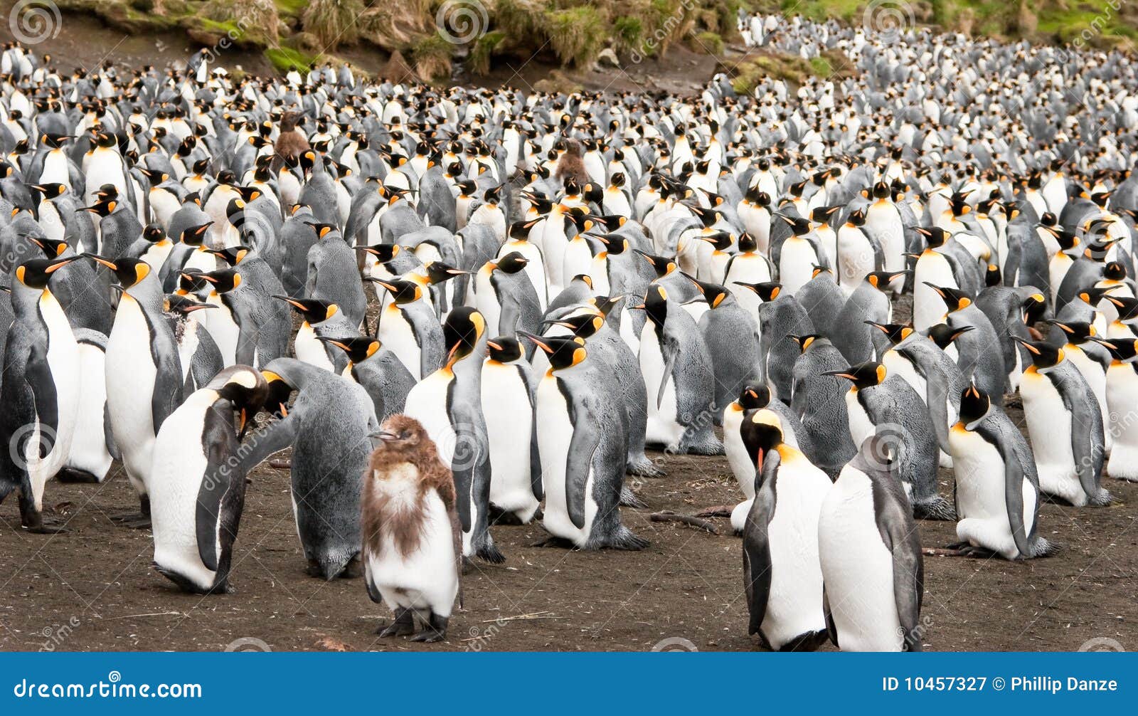 Adolescent King Penguin Amongst Adults Stock Image - Image of ...