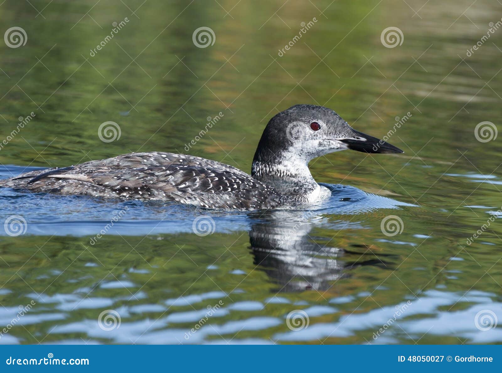 Adolescent Loon on the Lake Stock Image - Image of water, family: 48050027