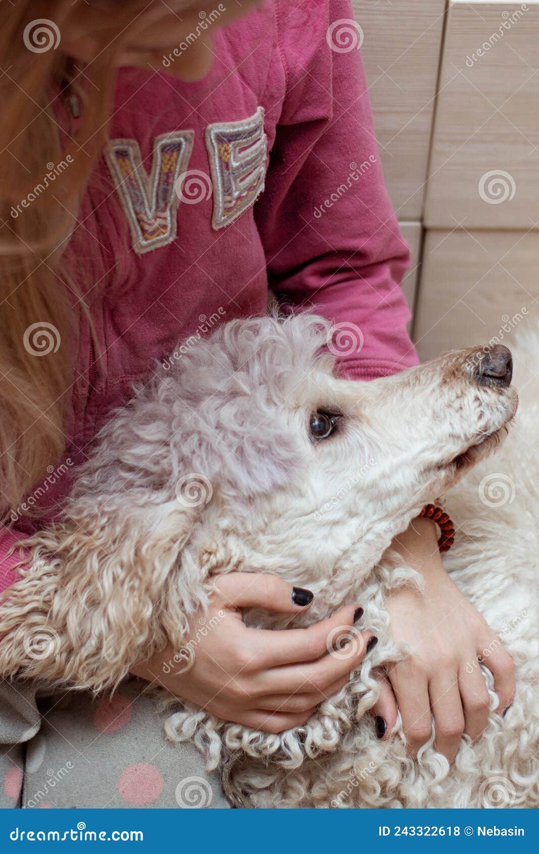 Adolescente Y Un Gran Perro Caniche Real Foto de archivo - Imagen de ...