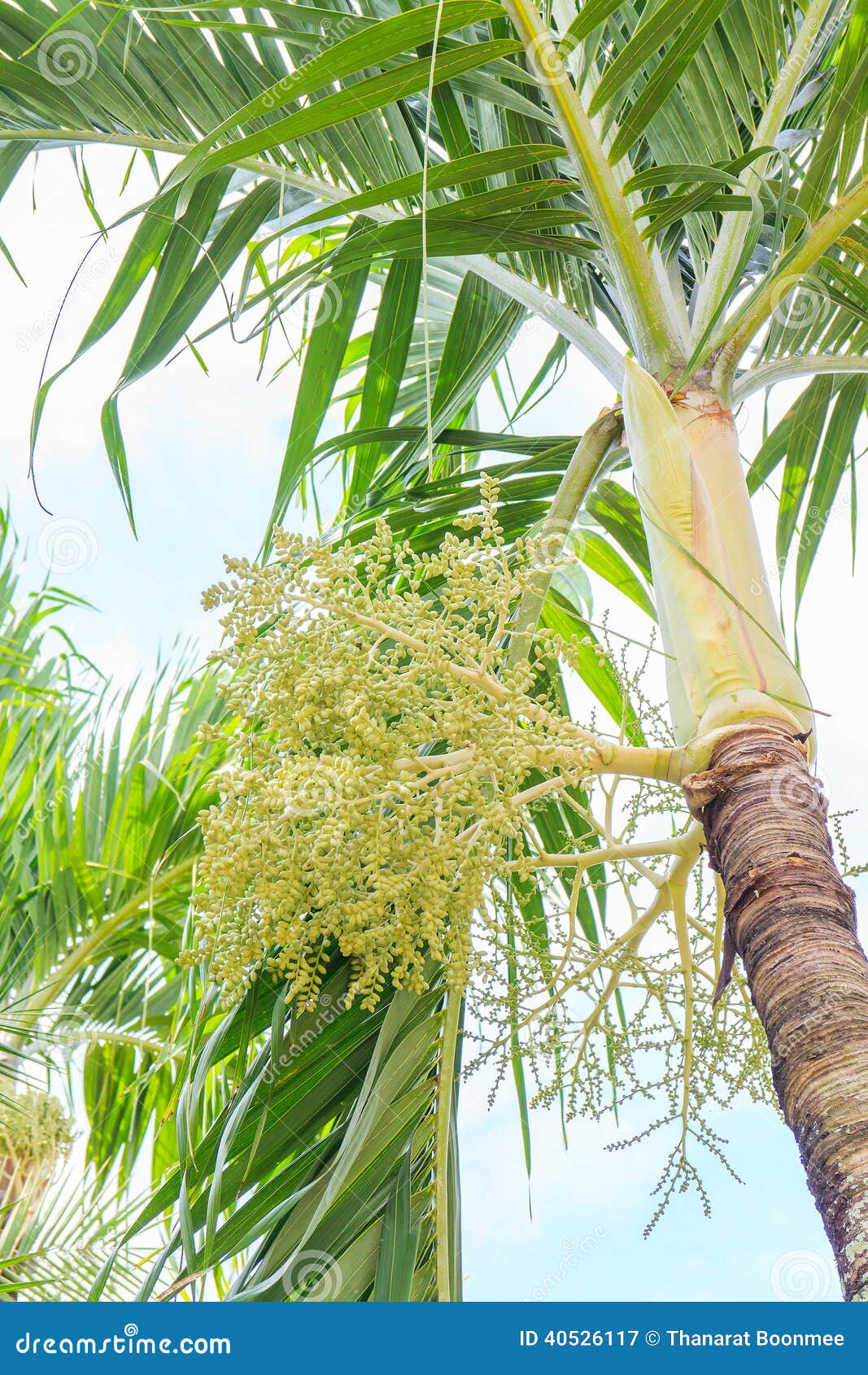 Adonidia merrillii stock image. Image of macro, fruits - 40526117