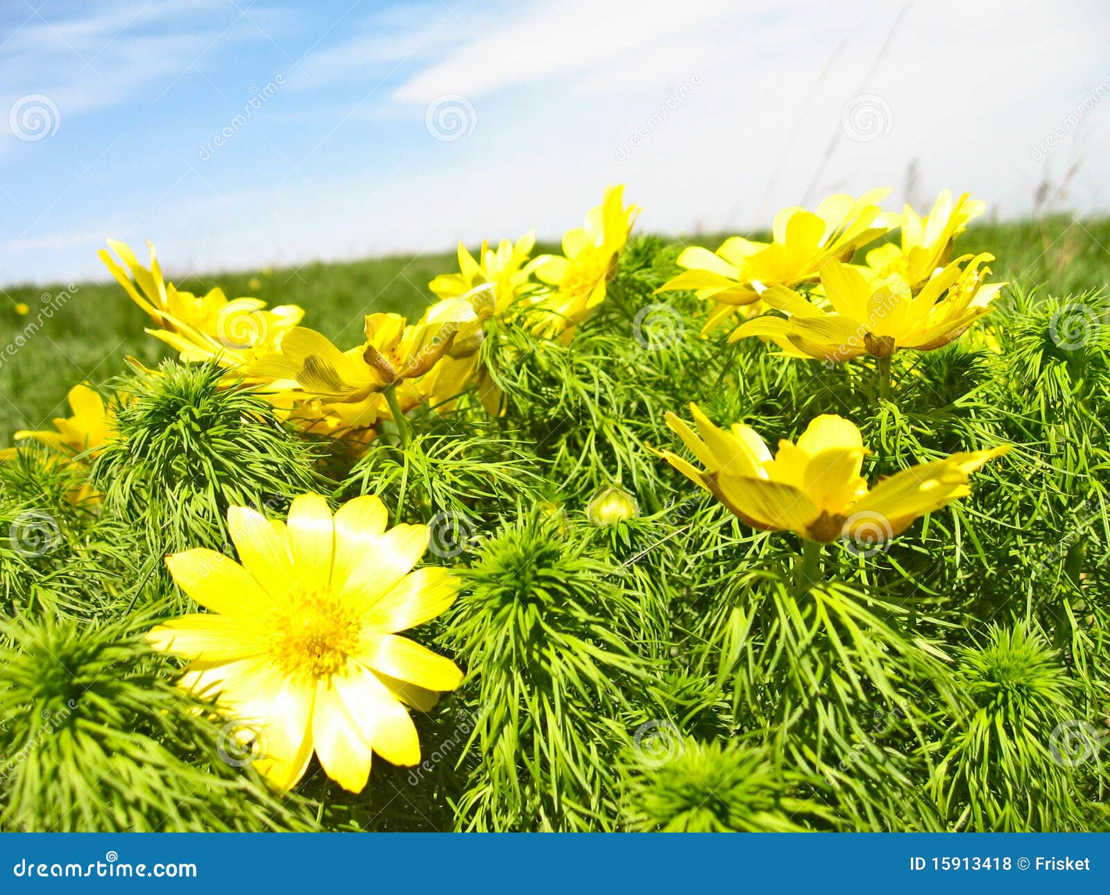 Adonis stock photo. Image of macro, season, meadow, vibrant - 15913418