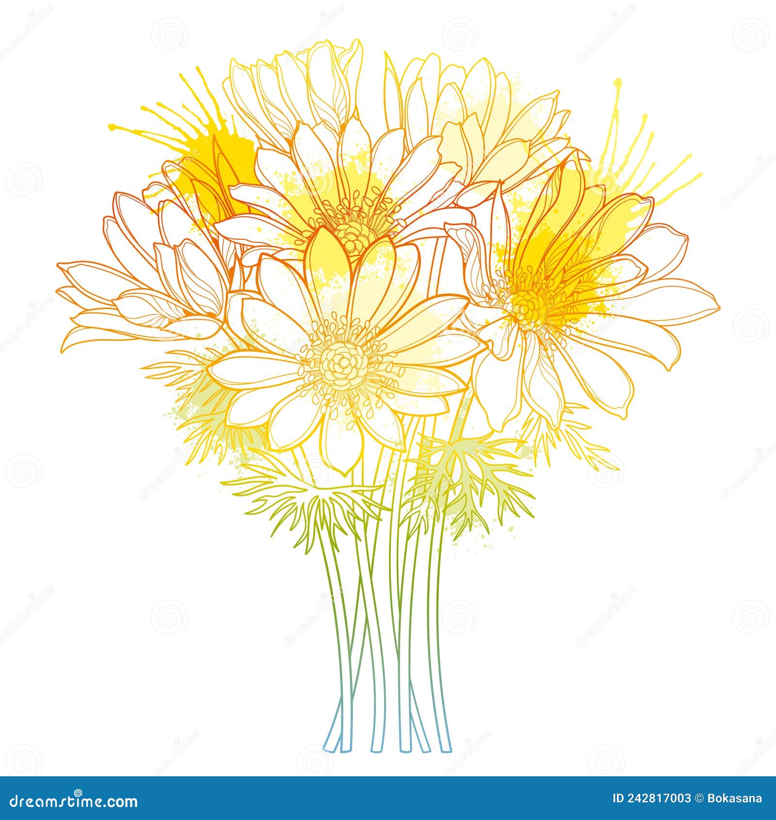 Vector Bouquet with Outline Adonis Vernalis or Spring Pheasant`s Eye ...