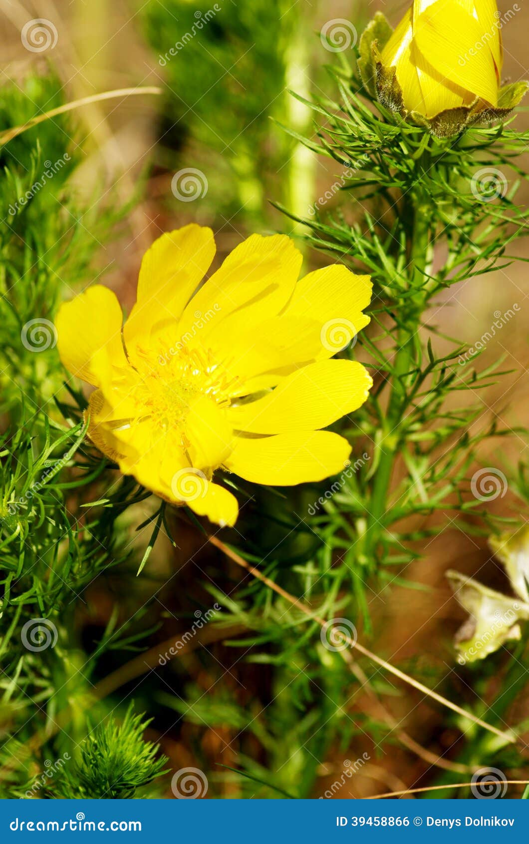 Adonis stock foto. Image of kleur, pony, milieu, macro - 39458866