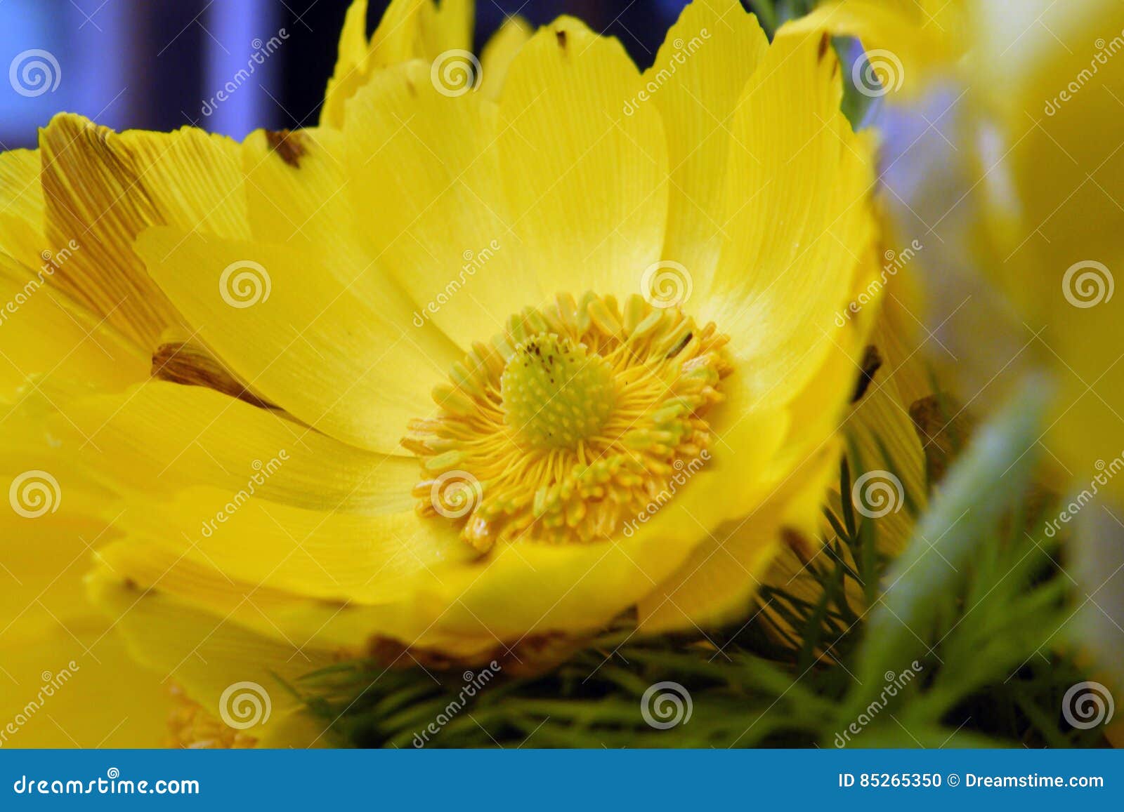 Adonis photo stock. Image du pouvez, adonis, fleurs, centrales - 85265350