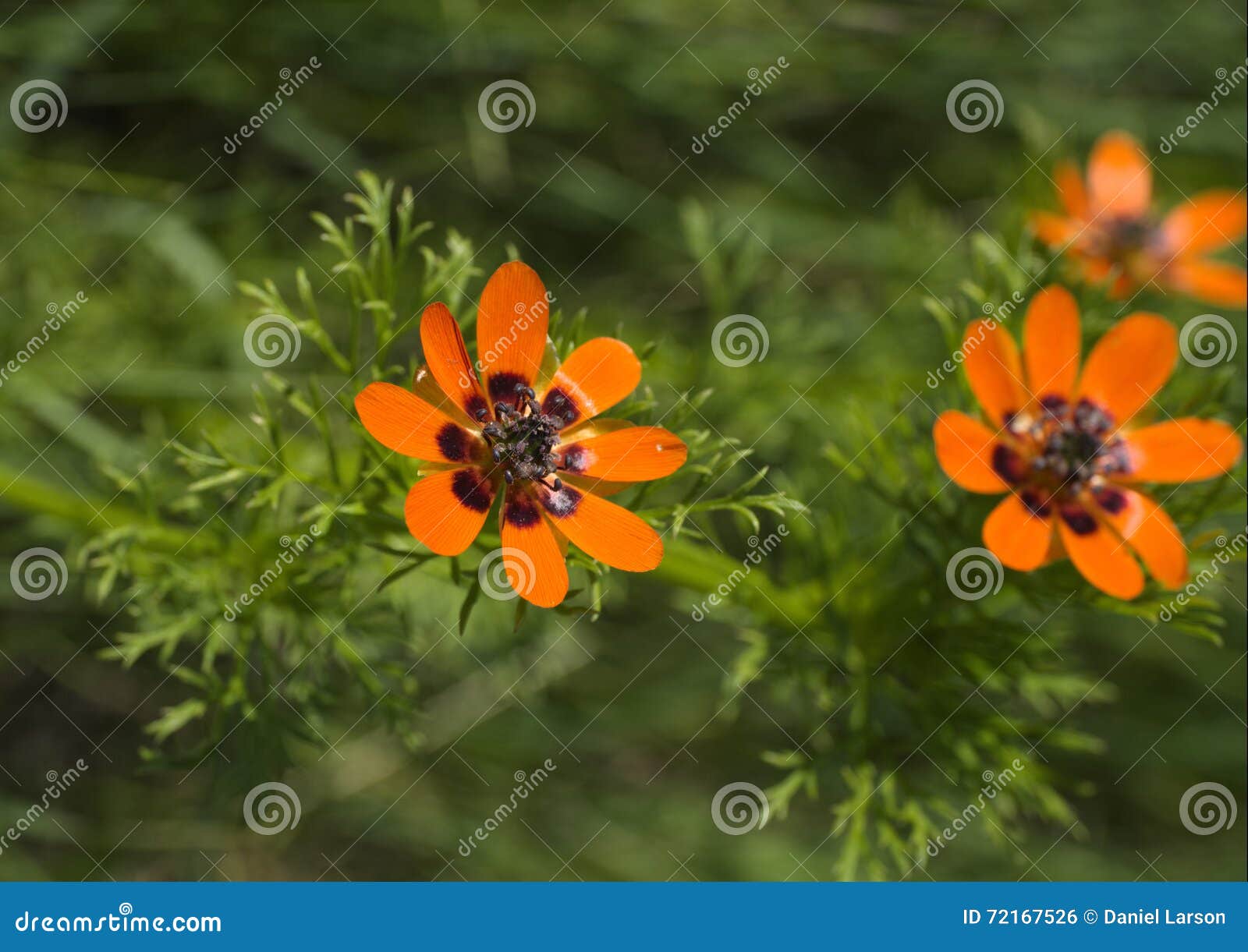 Adonis aestivalis stock photo. Image of summer, wildflower - 72167526