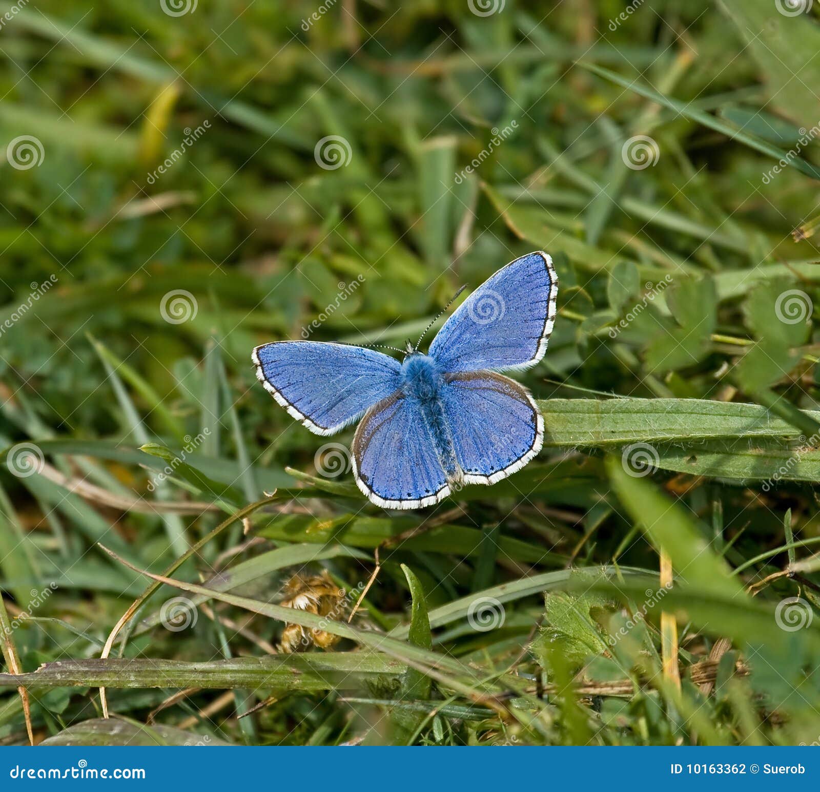 Male Adonis Blue Butterfly Royalty-Free Stock Photography ...
