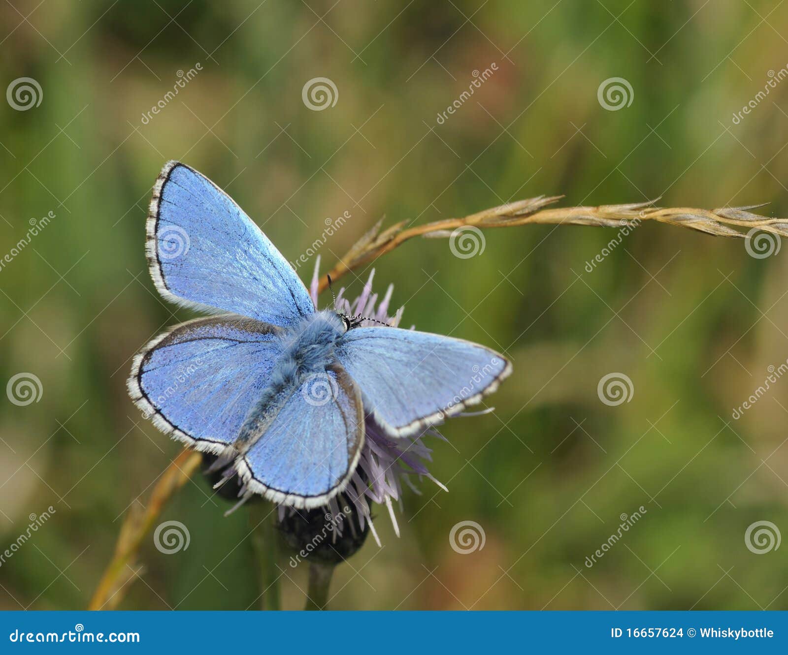 Adonis Blue Butterfly Royalty-Free Stock Photography | CartoonDealer ...