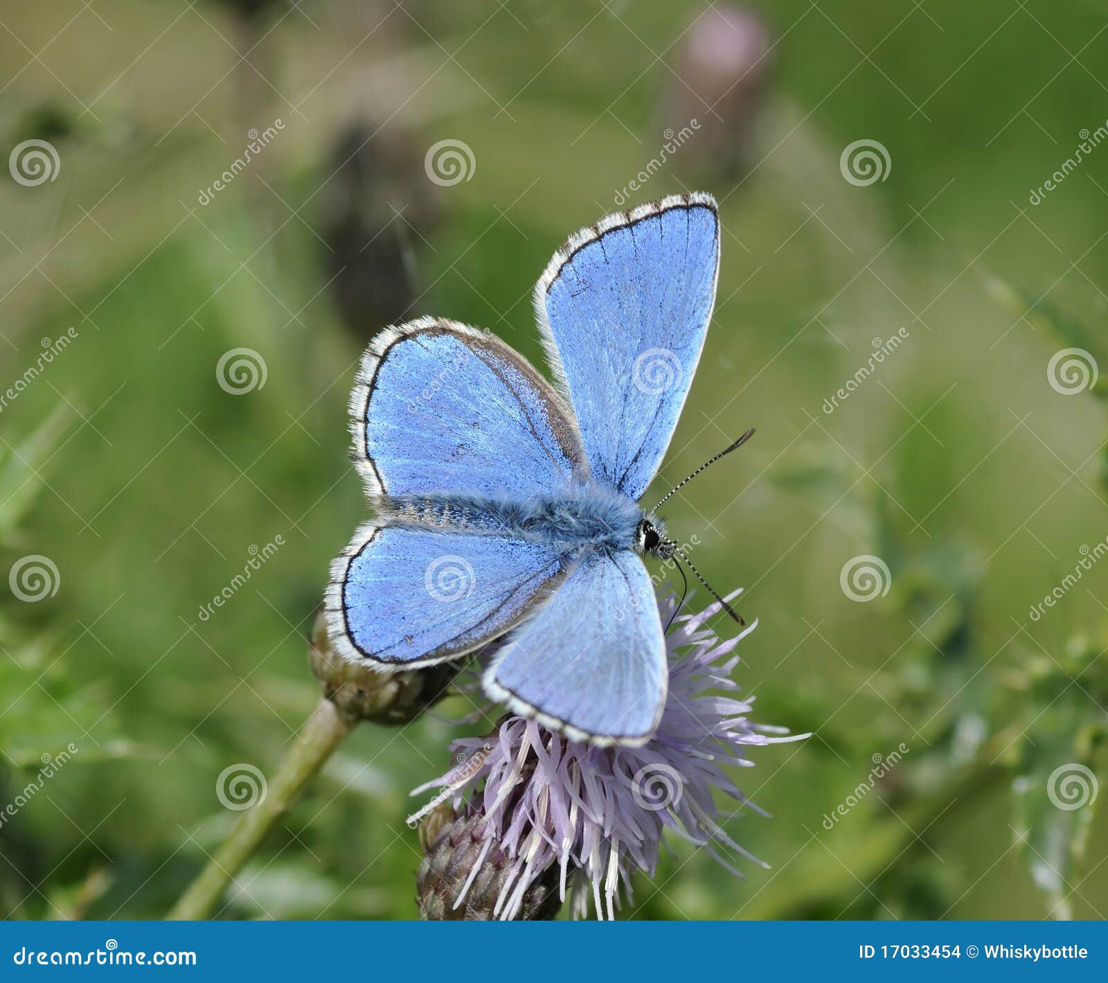 Adonis Blue Butterfly stock photo. Image of small, england - 17033454