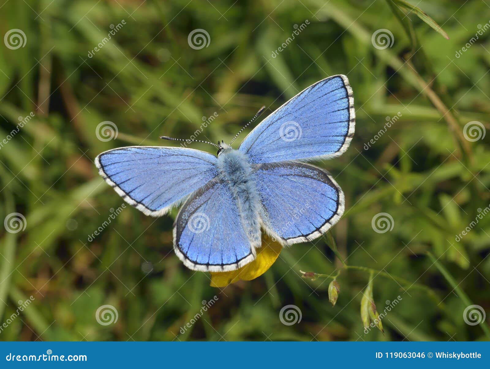 Adonis Blue Butterfly stock photo. Image of grassland - 119063046