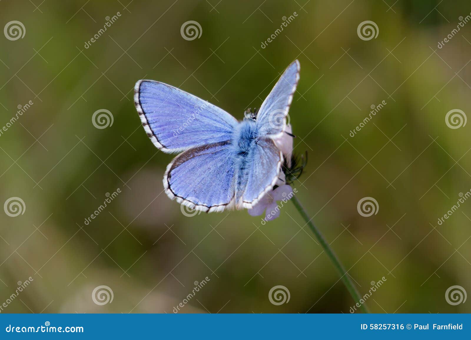Adonis Blue stock photo. Image of chalk, blue, downs - 58257316