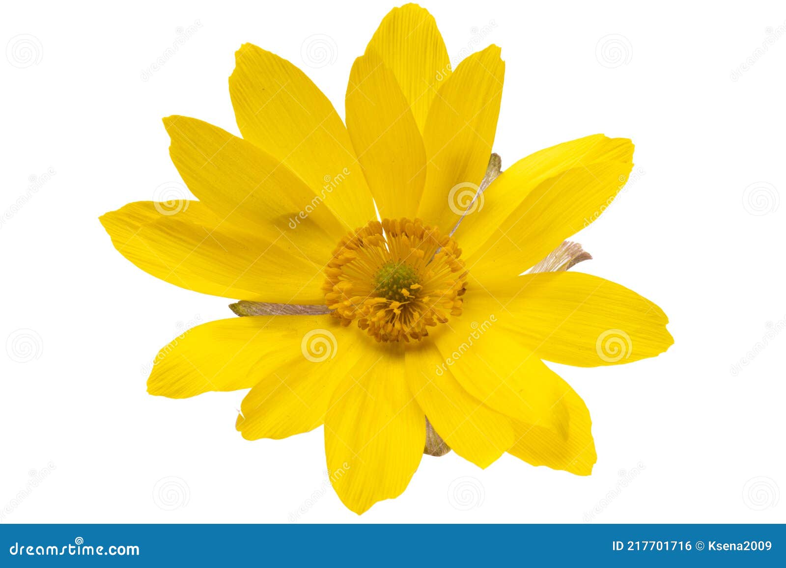 Adonis flower isolated stock photo. Image of isolated - 217701716