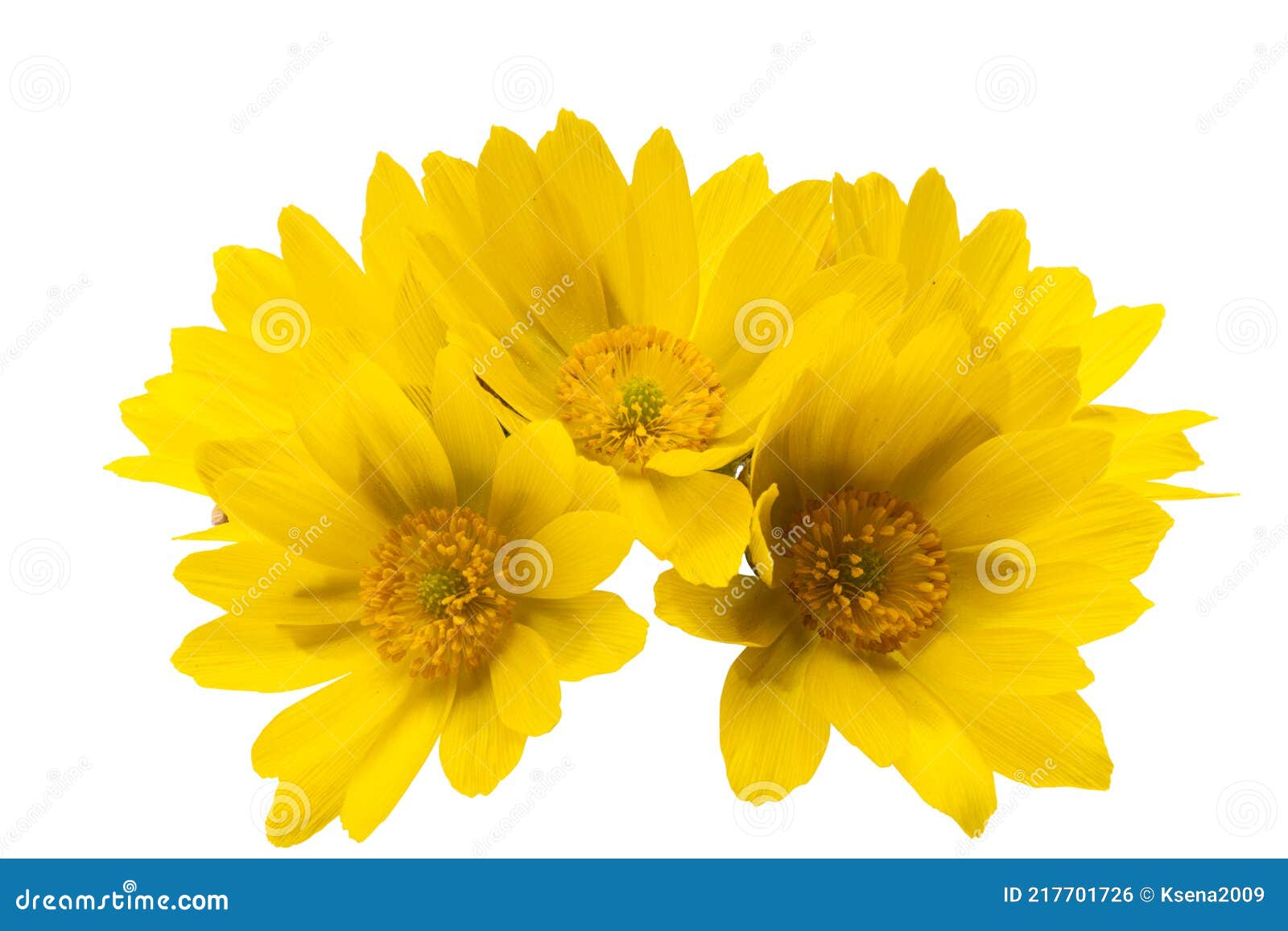 Adonis flower isolated stock photo. Image of botany - 217701726