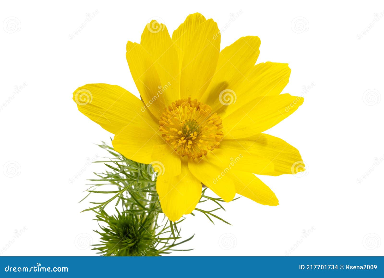 Adonis flower isolated stock photo. Image of herb, macro - 217701734
