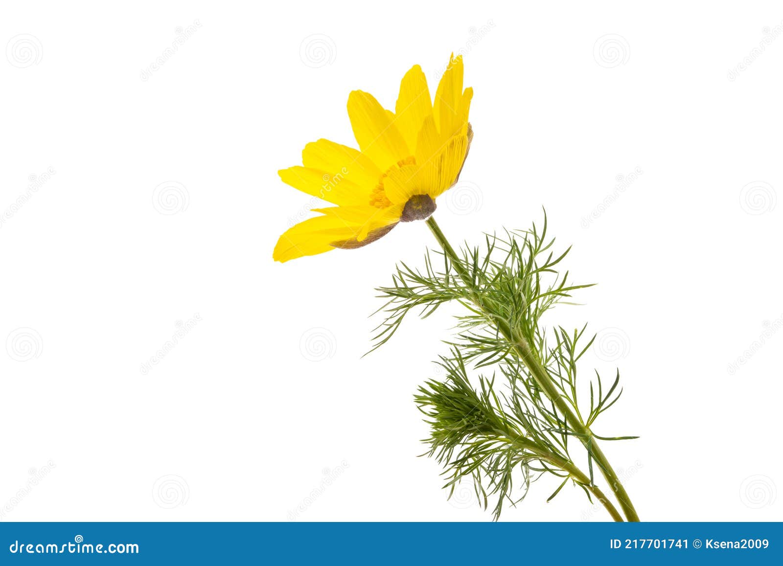 Adonis flower isolated stock image. Image of meadow - 217701741