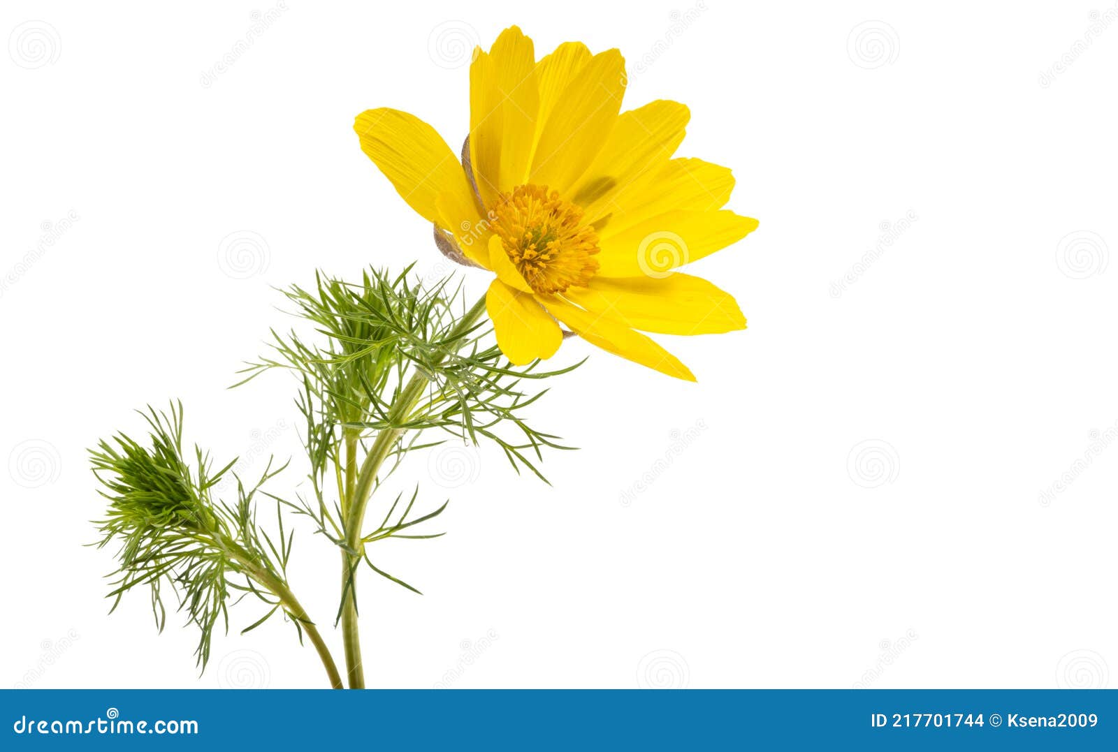 Adonis flower isolated stock photo. Image of herb, blossom - 217701744