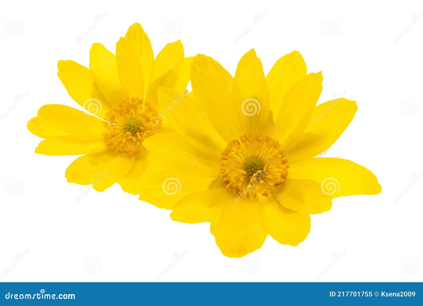 Adonis flower isolated stock image. Image of beautiful - 217701755