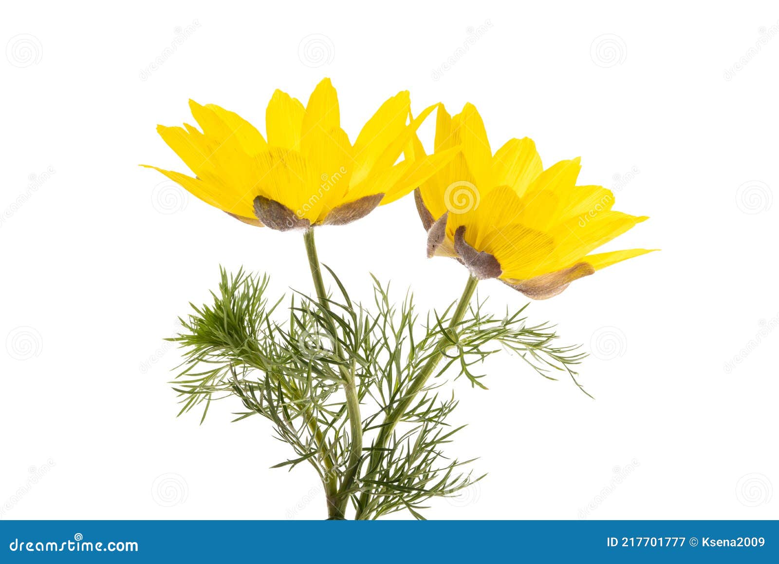 Adonis flower isolated stock image. Image of environment - 217701777