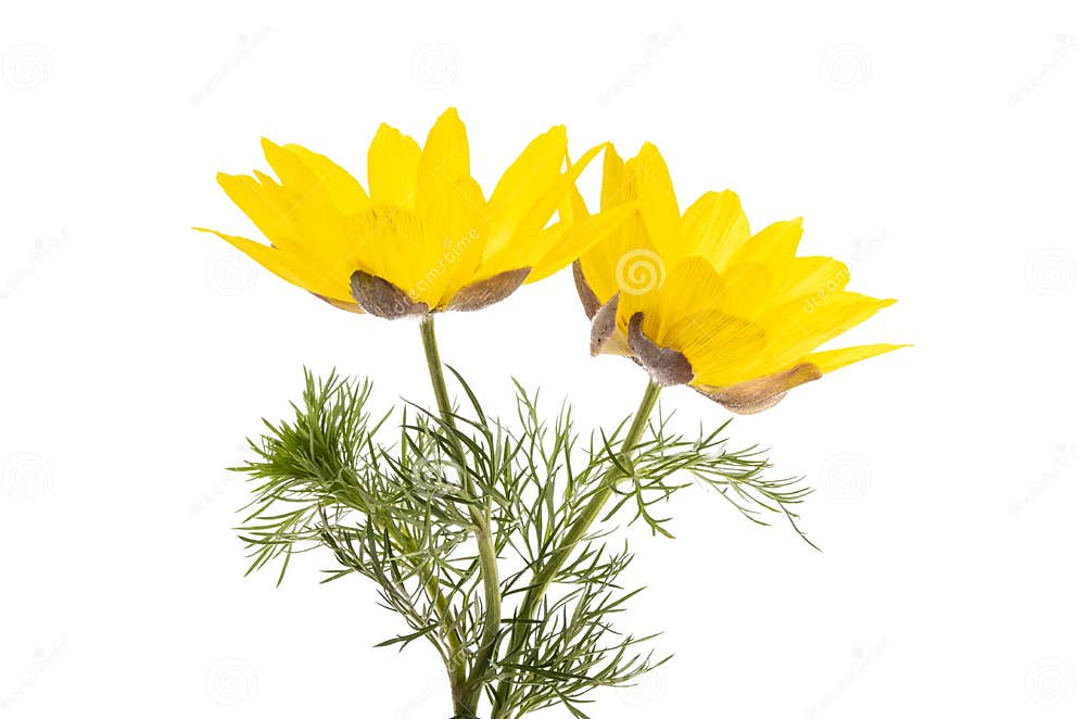 Adonis flower isolated stock image. Image of environment - 217701777