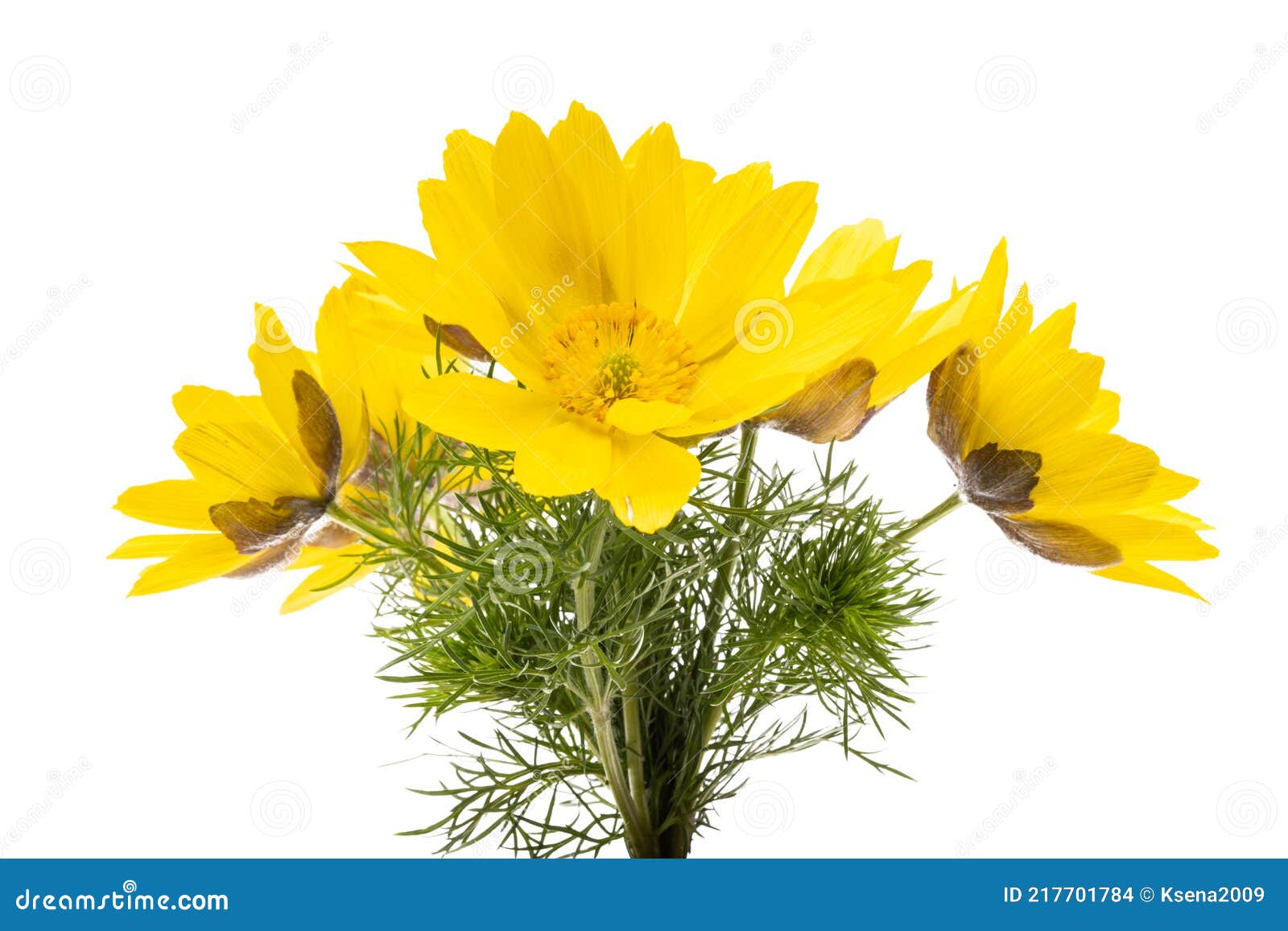 Adonis Flower