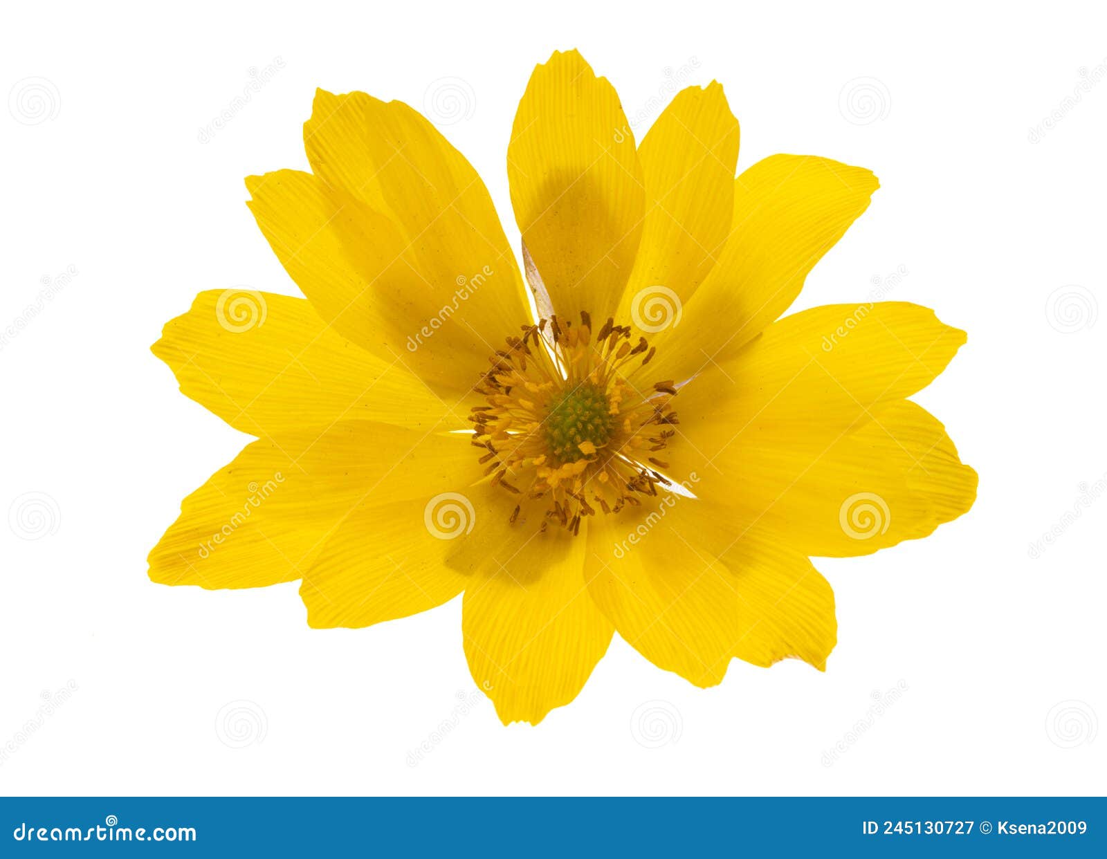 Adonis flower isolated stock image. Image of herb, herbarium - 245130727