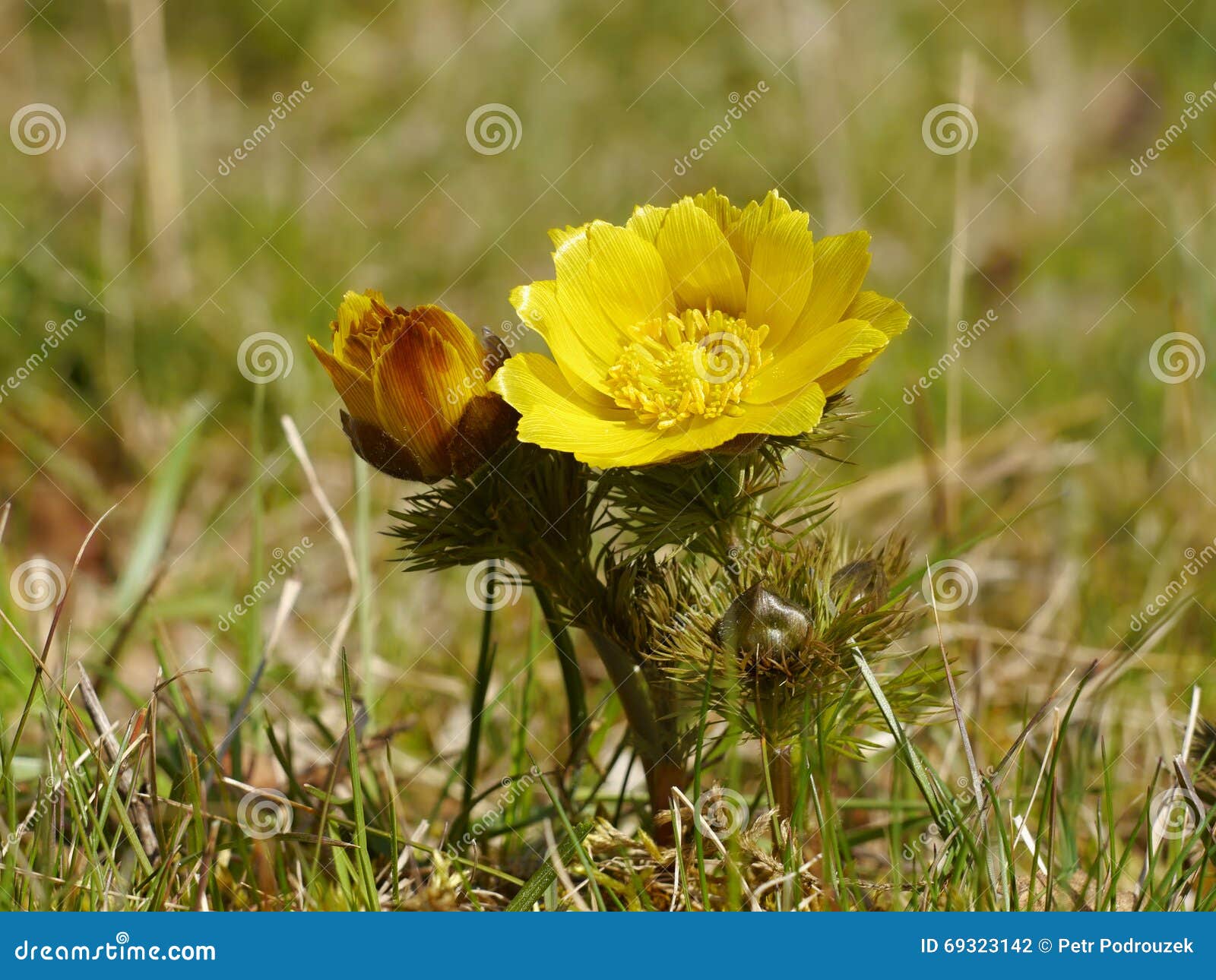Adonis Flower in the Wild Nature. Stock Photo - Image of flora, floral ...