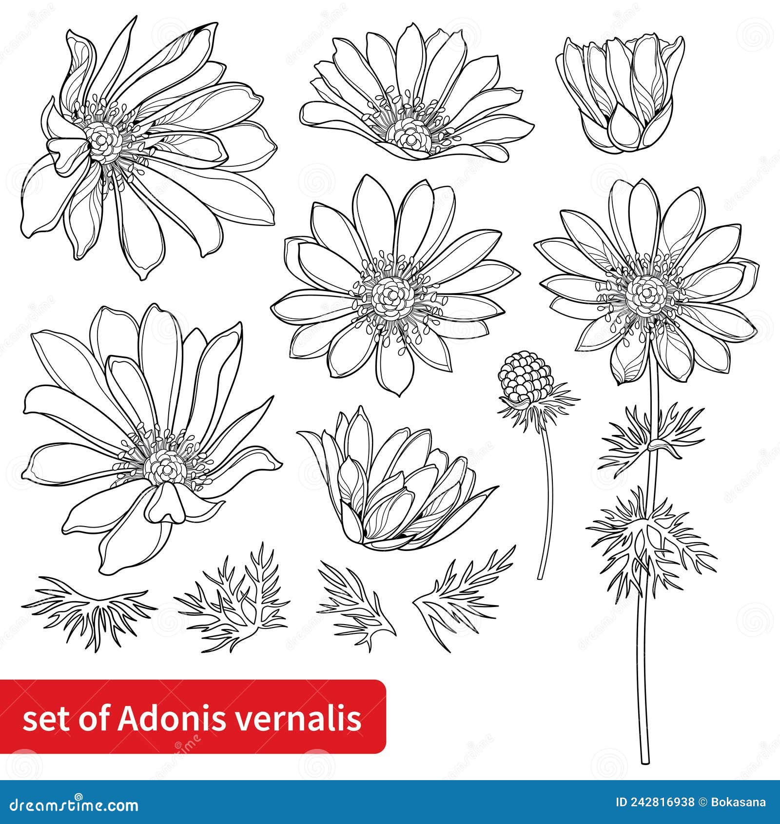 Adonis Flower Drawing