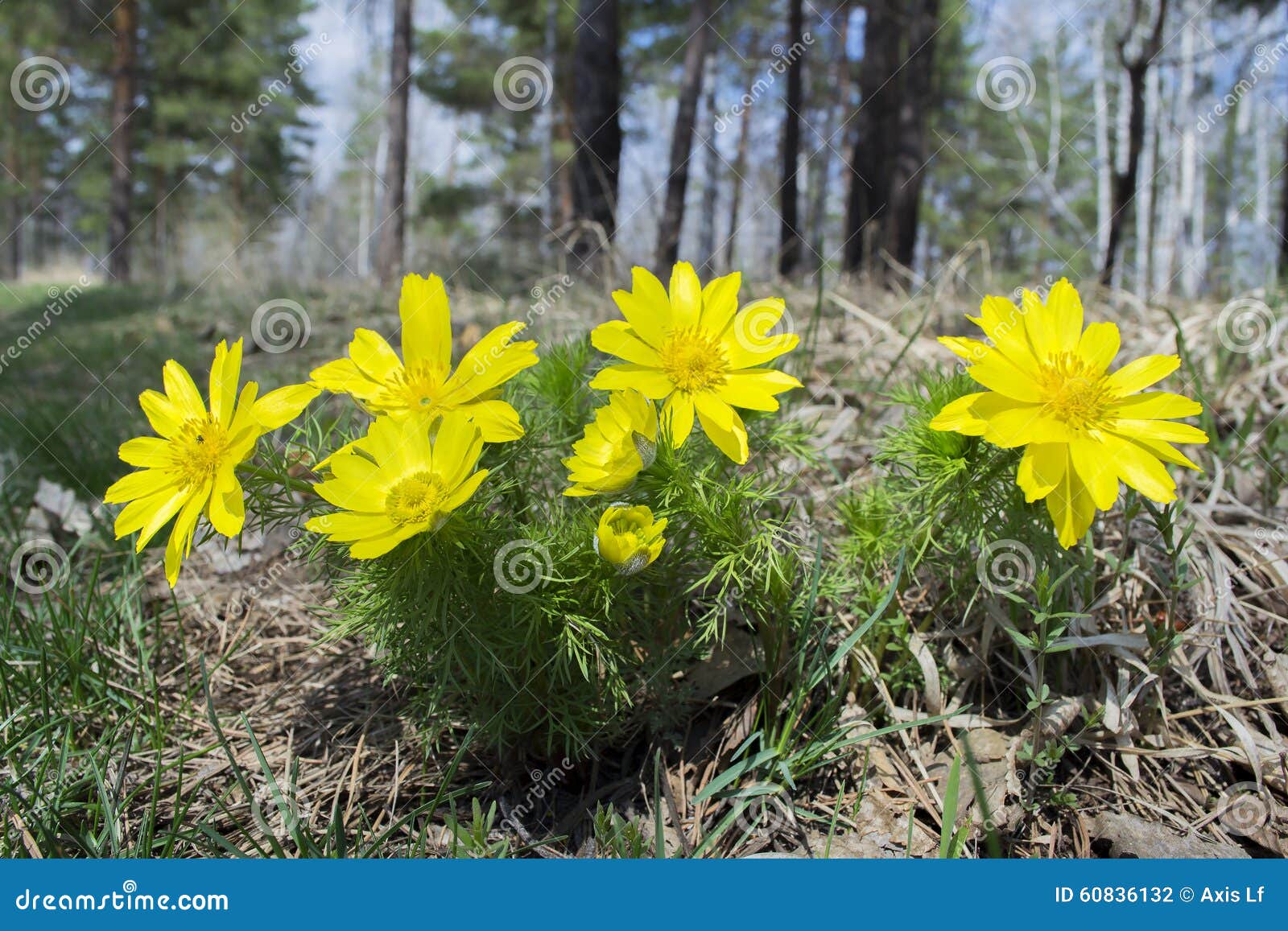 Adonis stock photo. Image of flower, spring, medicinal - 60836132