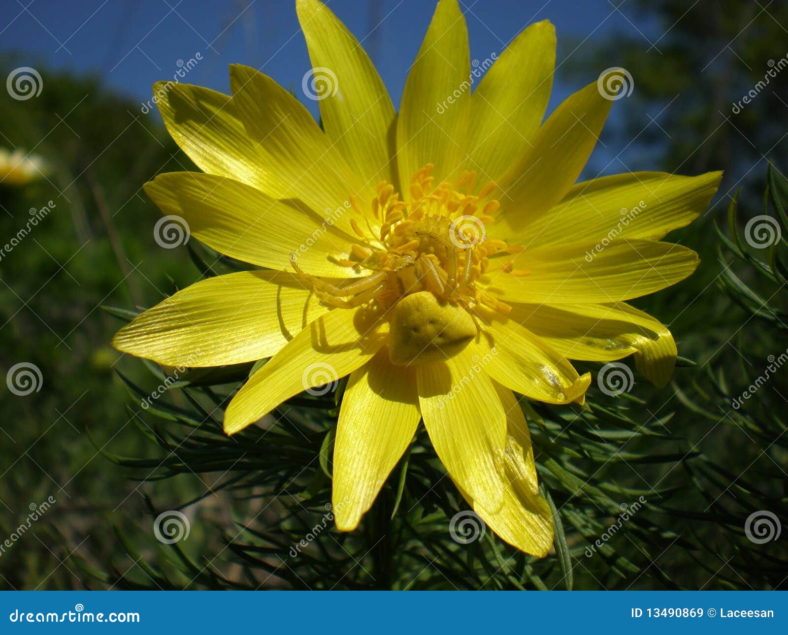 Adonis with spider stock image. Image of spiders, nature - 13490869